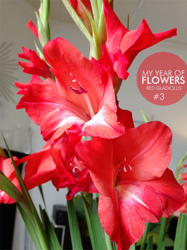 flowers Archives - Pretty Pretty