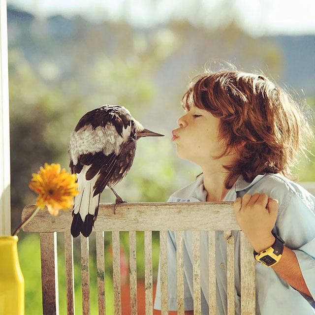 A young Magpie Bird is rescued and raised by boy
